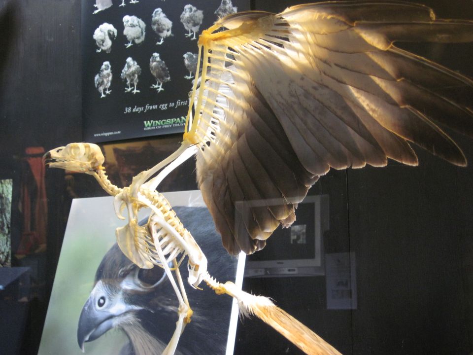 New Zealand Birds Learnz